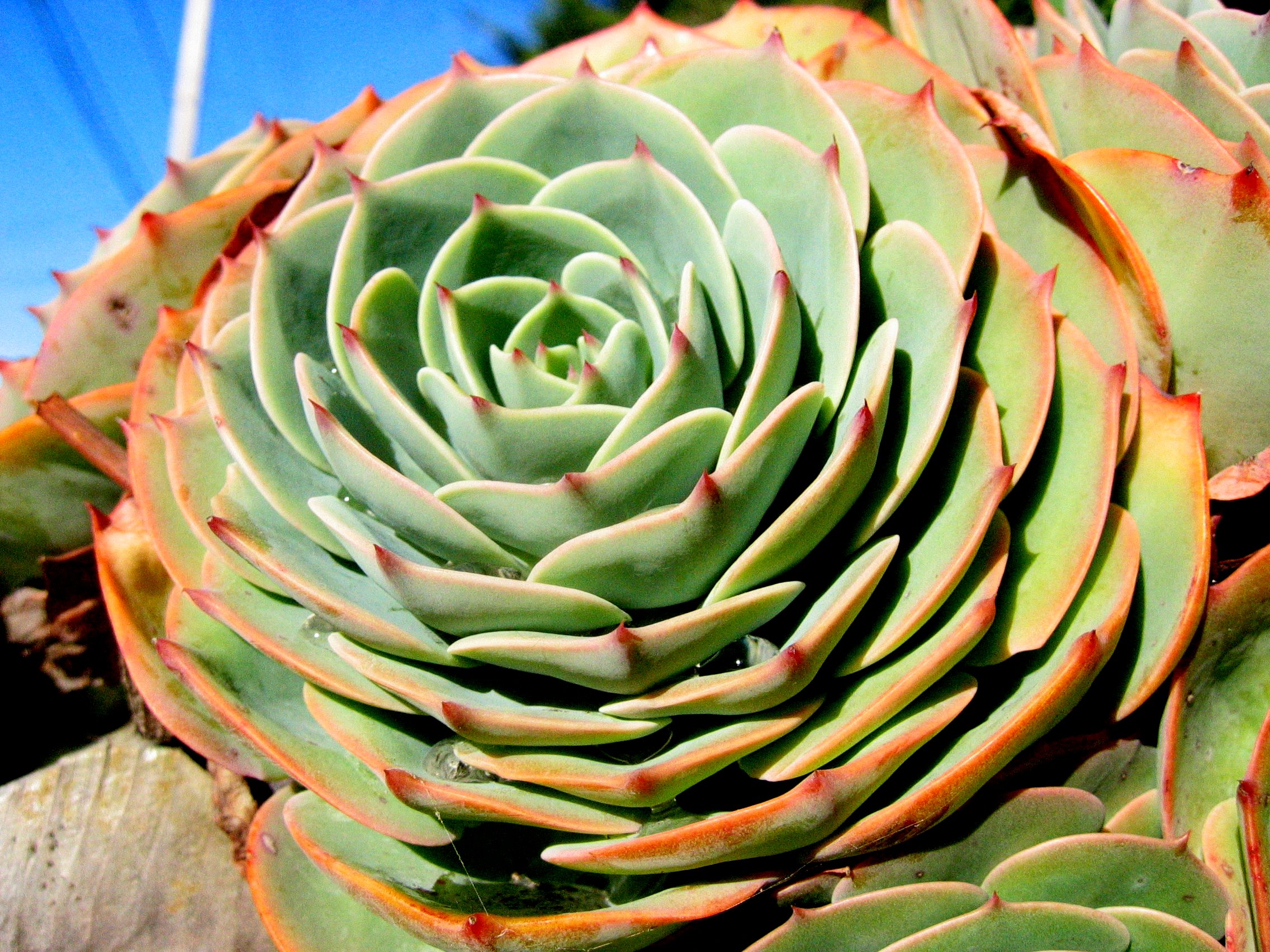 15 Pictures - Cactus