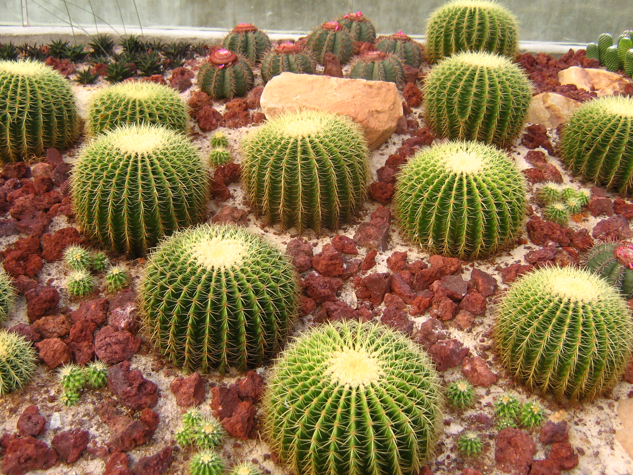 15 Pictures - Cactus