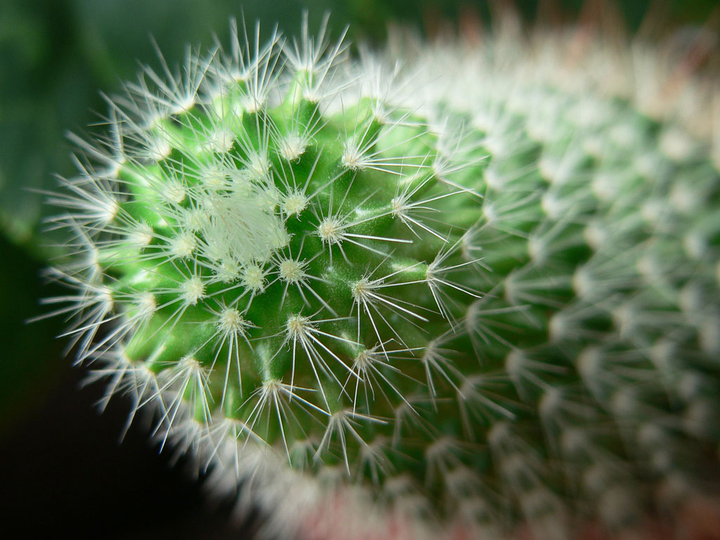15 Pictures - Cactus