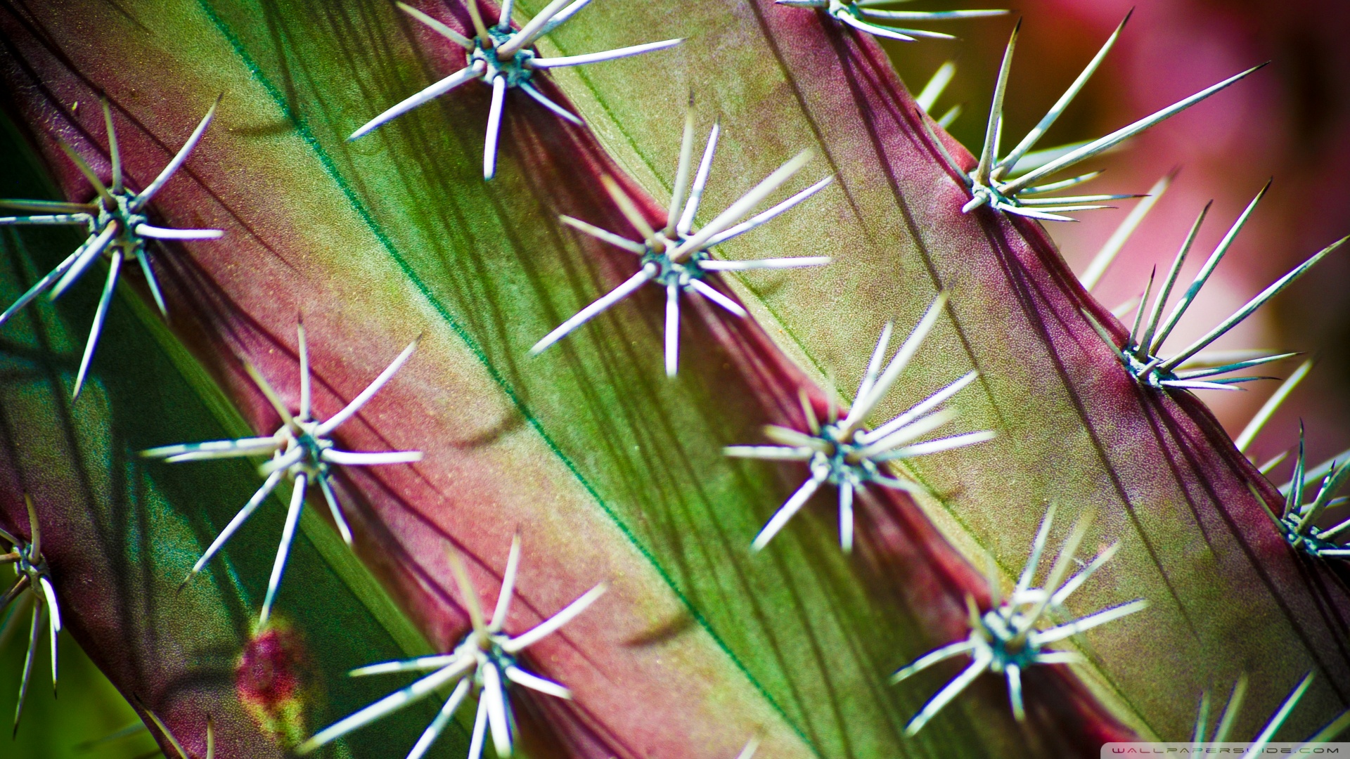 15 Pictures - Cactus