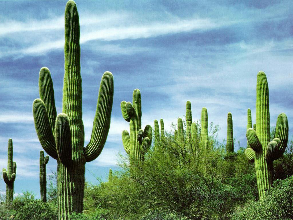 15 Pictures - Cactus